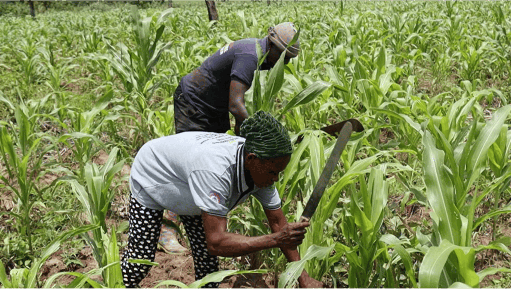 I Doubled my Harvest from 4 to 10 bags of Maize - CDF - Co-operative ...