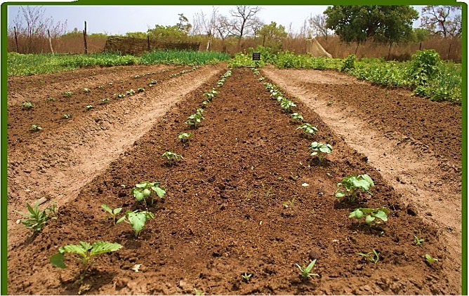 Empowering Women through Market Gardens in Kolda Village in Senegal ...